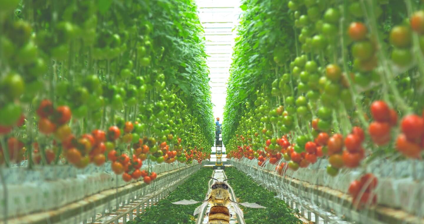 Suntastic: Visit Our Garden